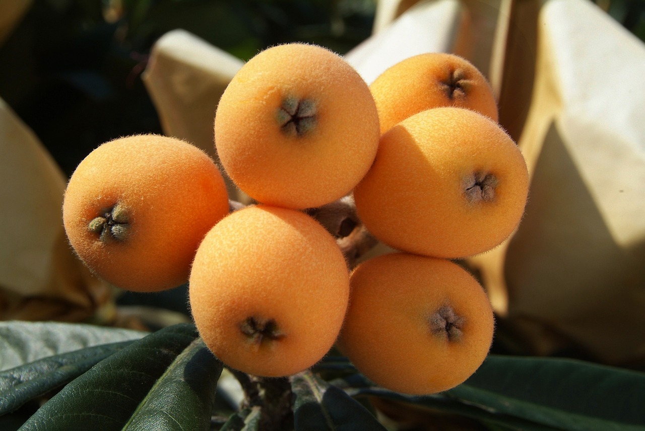 Wachsende Loquat Früchte - Wie Sie die besten Loquats in Ihrem Garten